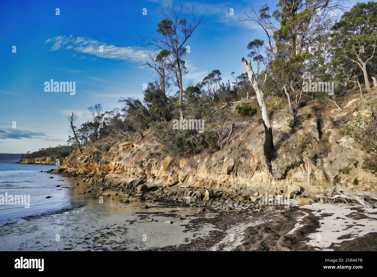 Eroded rocky coast with stunted trees at Lime Bay State Reserve, Tasman ...