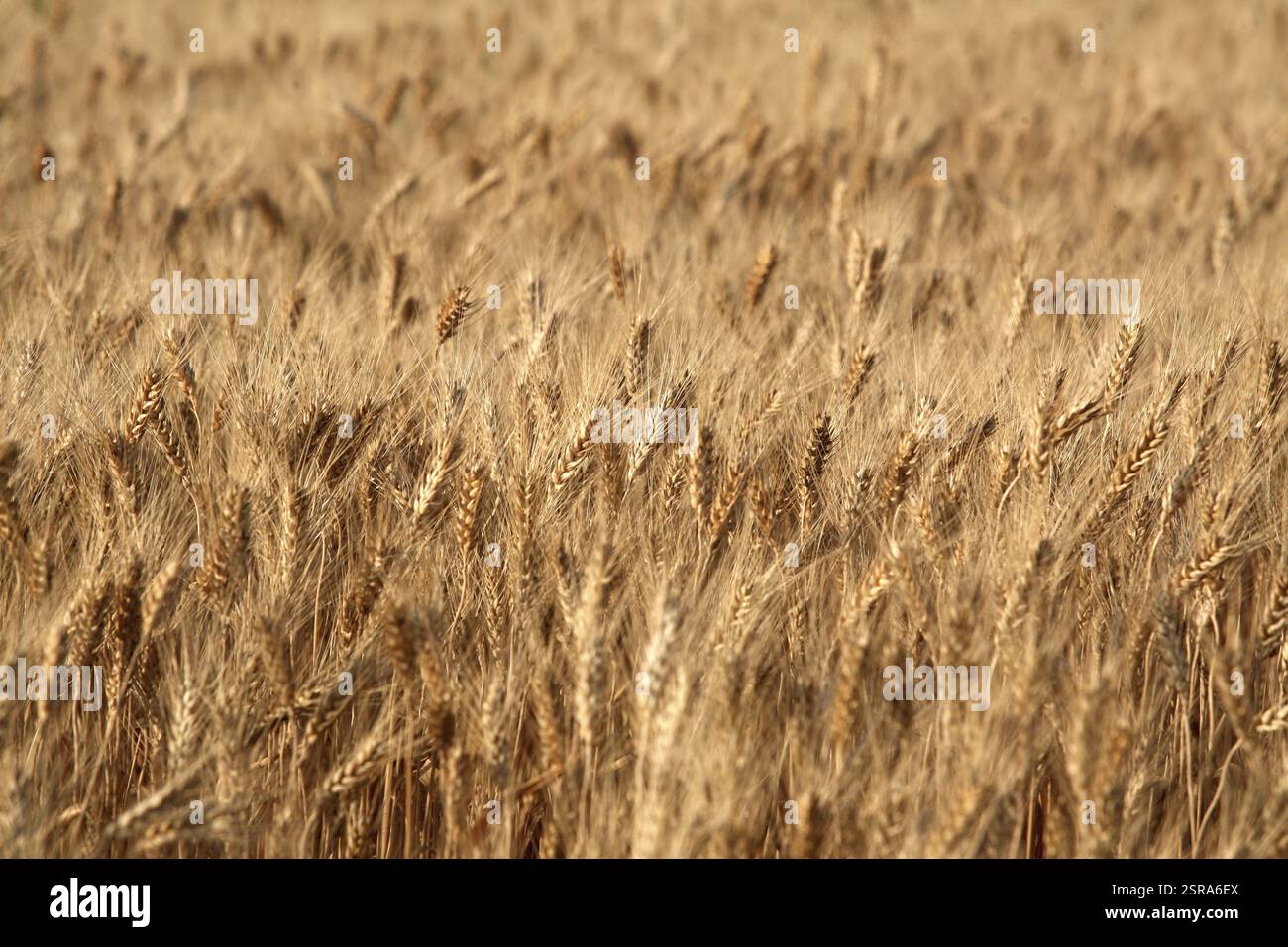 Golden wheat kernels ready for harvest in field, Bhopal, Madhya Pradesh ...