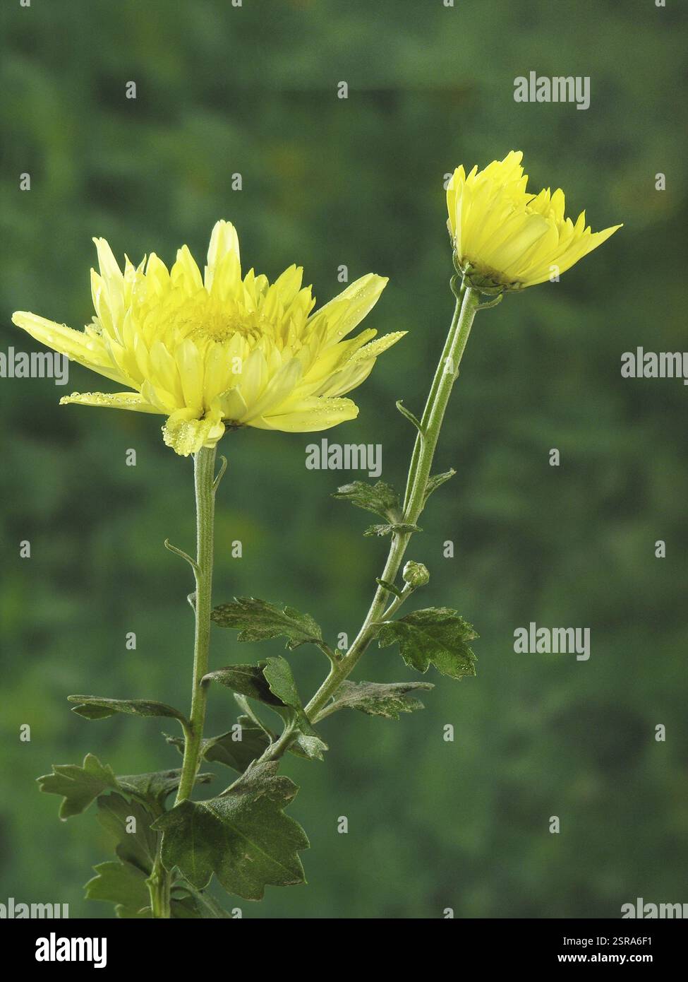 Flower and bud of yellow guldaudi in green background, Jodhpur ...