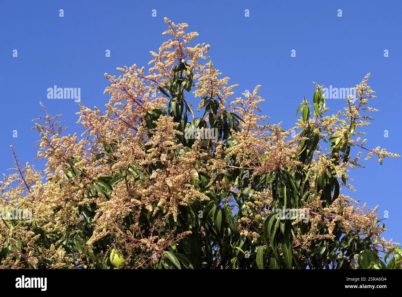 Flower mango tree mangifera indica, Cumbum or Kambam, Tamil Nadu, India ...