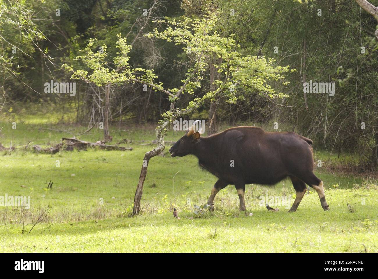 Indian Gaur or Bison Bos gaurus at Bangalore, Karnataka, India, Asia ...