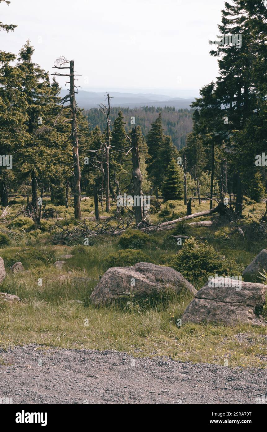 The Harz forest dieback Stock Photo - Alamy