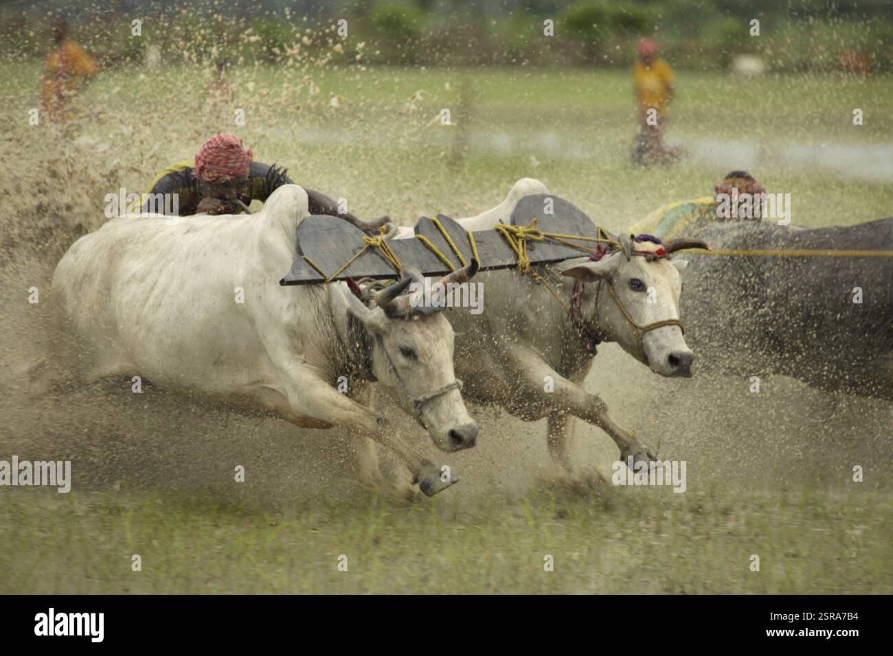 Bull race, west bengal, india, asia Stock Photo - Alamy