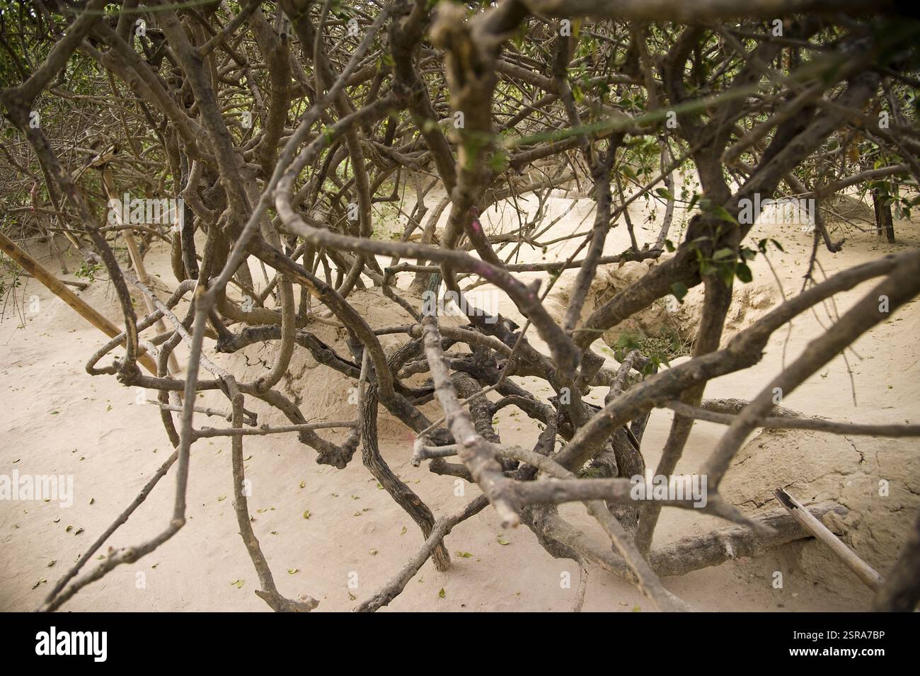 Tree in nidhivan, vrindavan, uttar pradesh, india, asia Stock Photo - Alamy