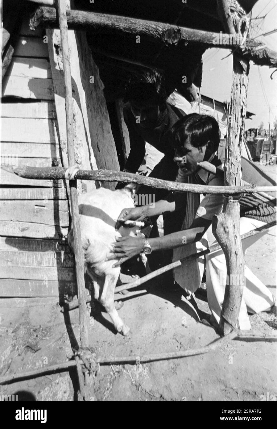 Doctor giving injection to goat, Bhopal, madhya pradesh, India, Asia ...