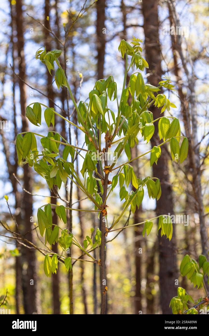 Young hickory tree hi-res stock photography and images - Alamy