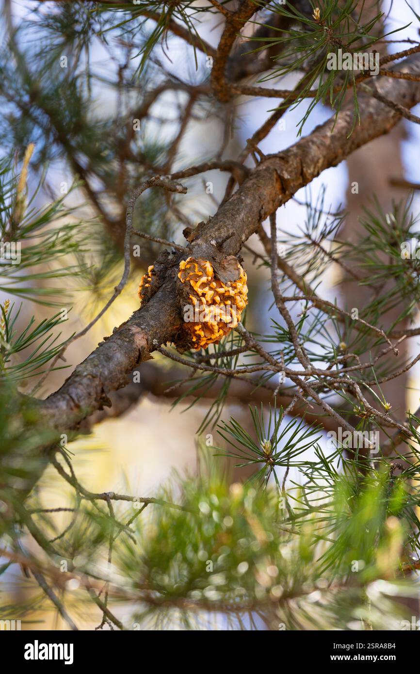 Tree gall hi-res stock photography and images - Alamy