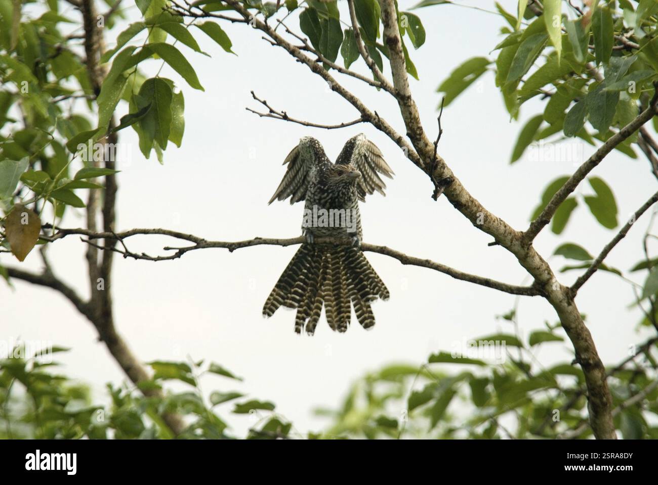 Birds, koel female eudynamys scolopacea at Lalbagh in Bangalore ...