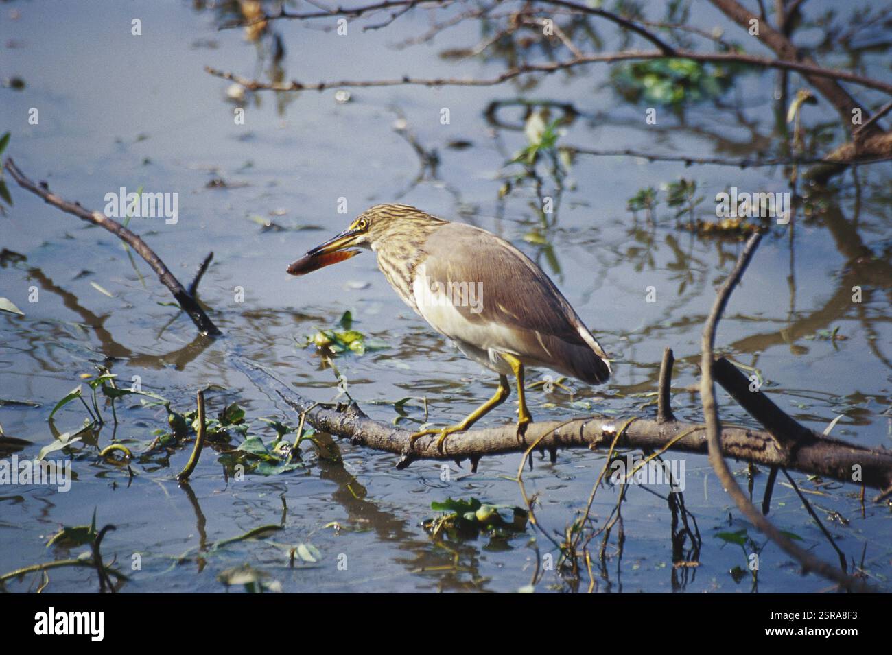 Birds, Paddy bird Pond Heron ardeola grayii with feed, Bharatpur ...
