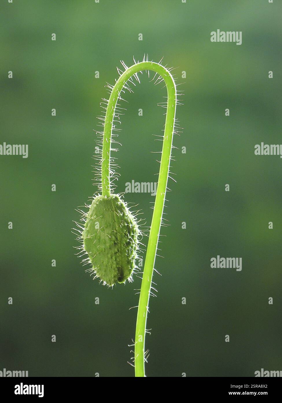 Flower poppy bud in green background, Jodhpur, Rajasthan, India, Asia ...