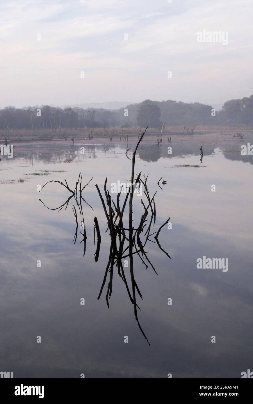 Malik talab in ranthambore sanctuary, Rajasthan, India, Asia Stock ...