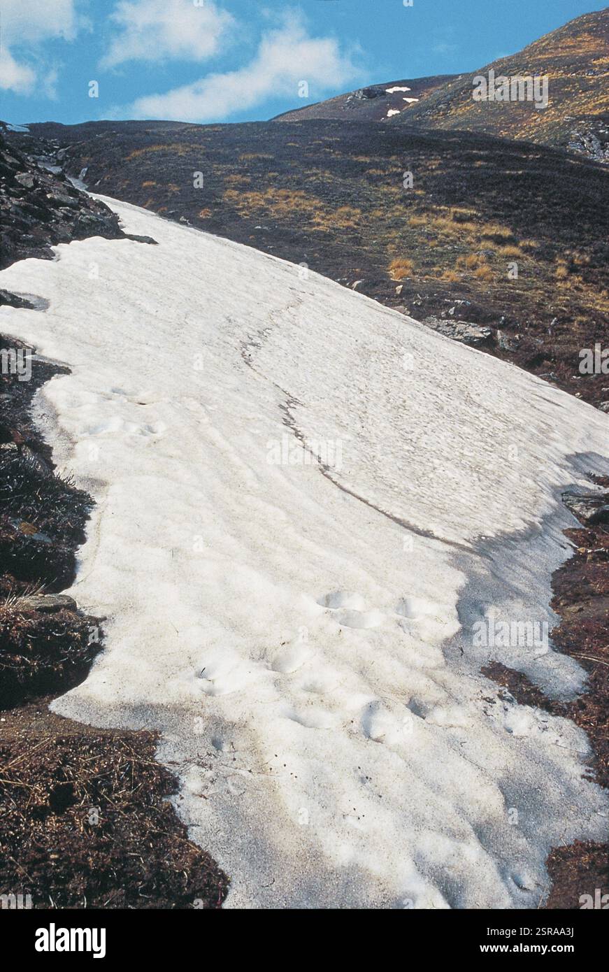 Ice Tongue Near Kuari Pass, Garhwal, Uttaranchal, India, Asia Stock ...