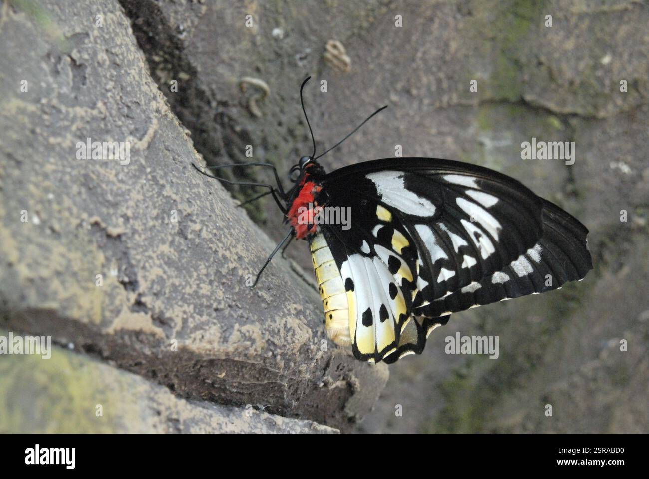 Insects, Butterfly at Butterfly world, Sentosa, Singapore, Asia Stock ...