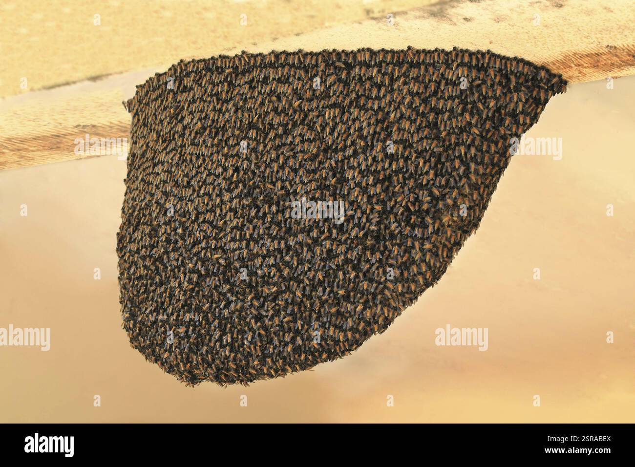 Beehive hanging building, maharashtra, India, Asia Stock Photo - Alamy