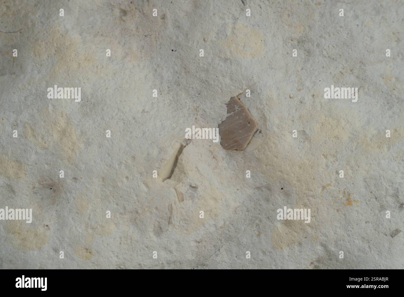Fossil imprint, likely a brachiopod, on limestone bedrock Stock Photo ...