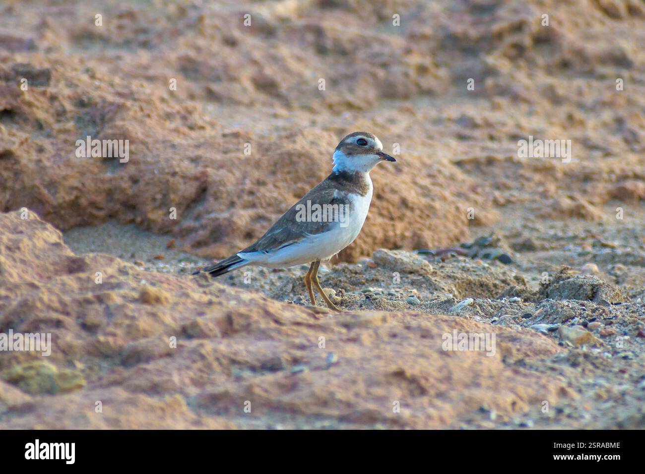 A Common Ringed Plover on a Xerokampos beach, Crete island Stock Photo ...