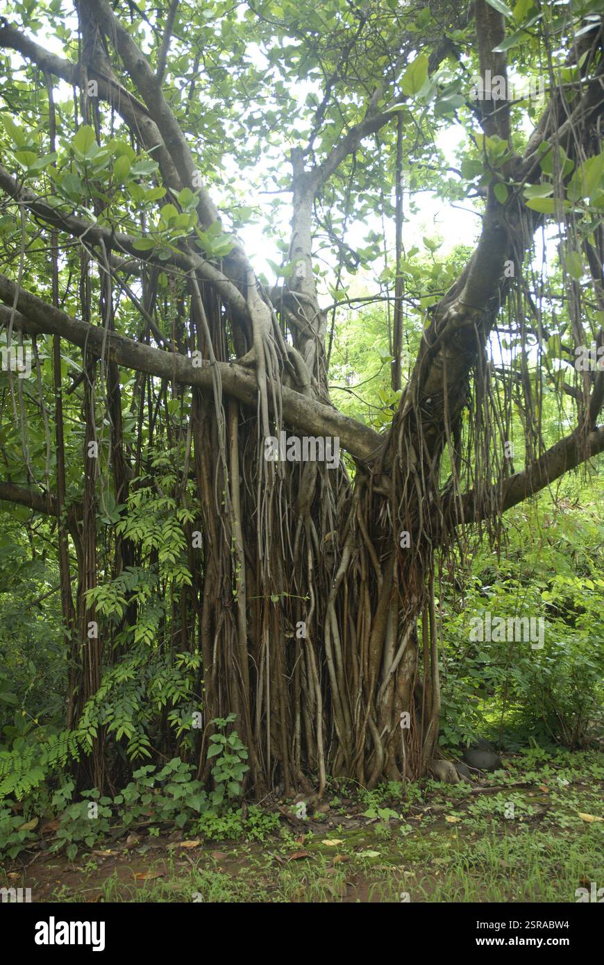 Banian banyan tree ficus bengalensis at Maharashtra Nature Park, Bandra ...