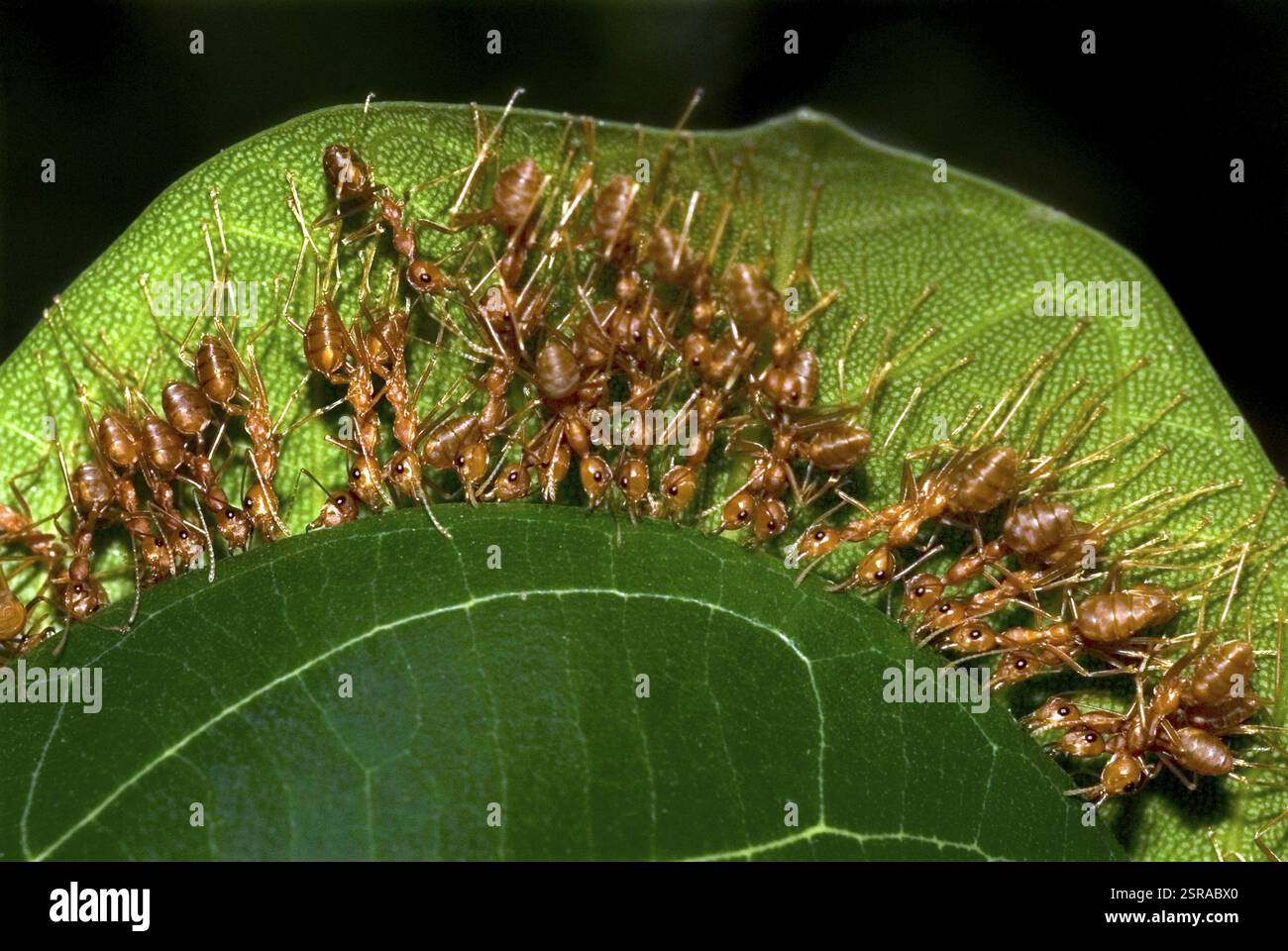 Ant pulling hi-res stock photography and images - Alamy