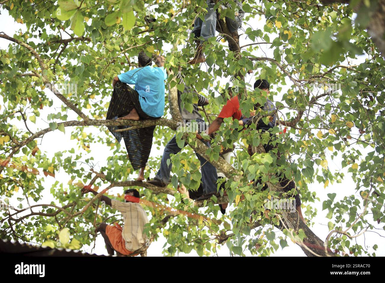 People watching boat race from tree tops on punnamada lake, Alleppey ...