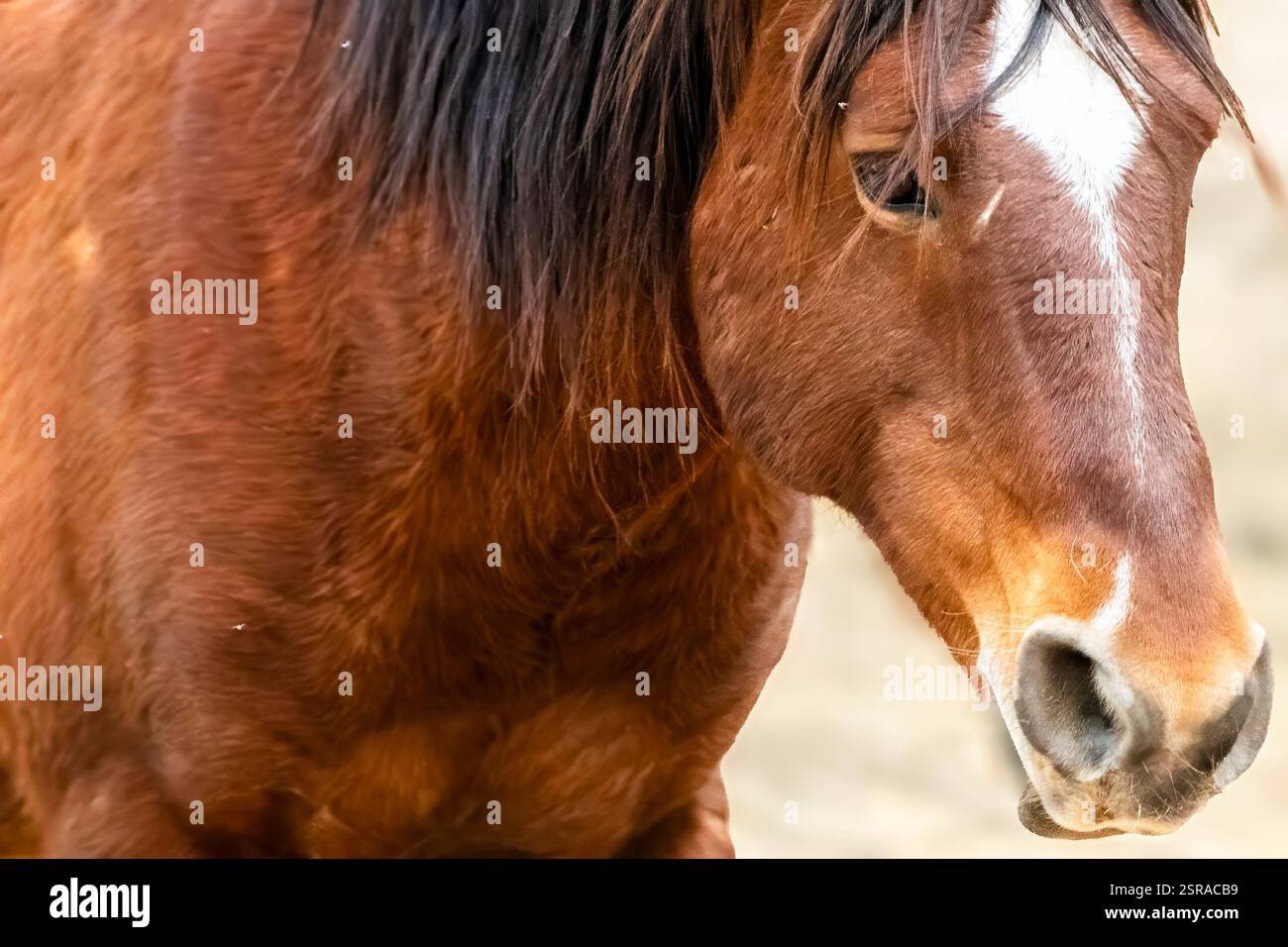Portrait Of A Lead Stallion Stock Photo - Alamy