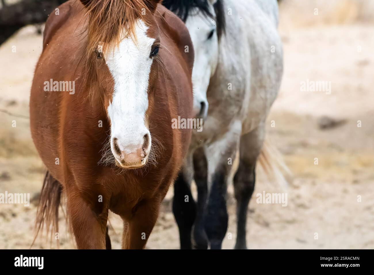 The shy lover hi-res stock photography and images - Alamy