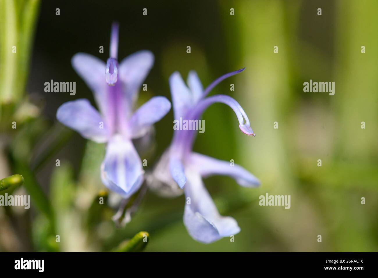 Rosemary flower hi-res stock photography and images - Alamy
