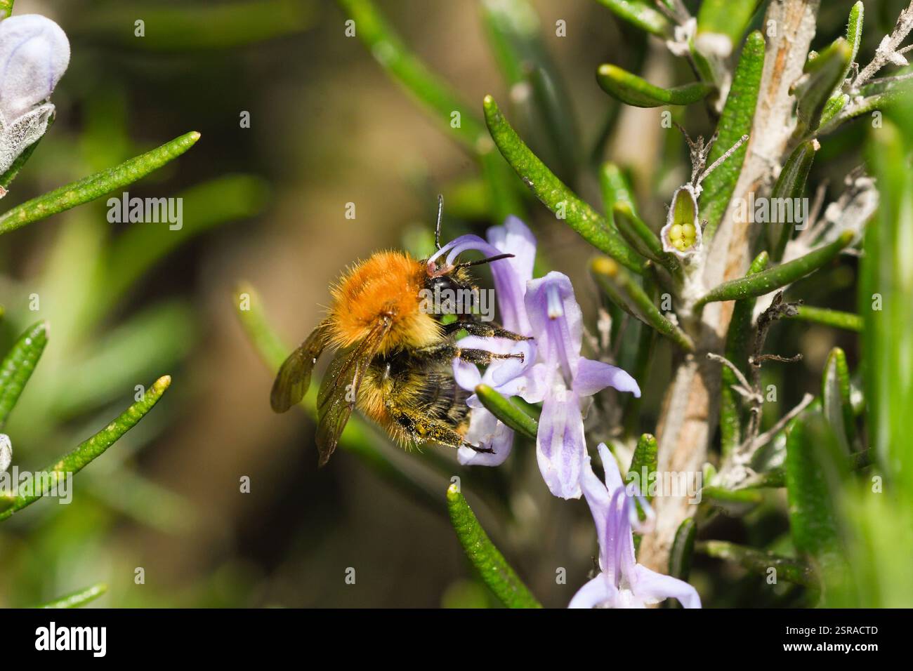Detail of the pollination of rosemary by a bumblebee Stock Photo - Alamy