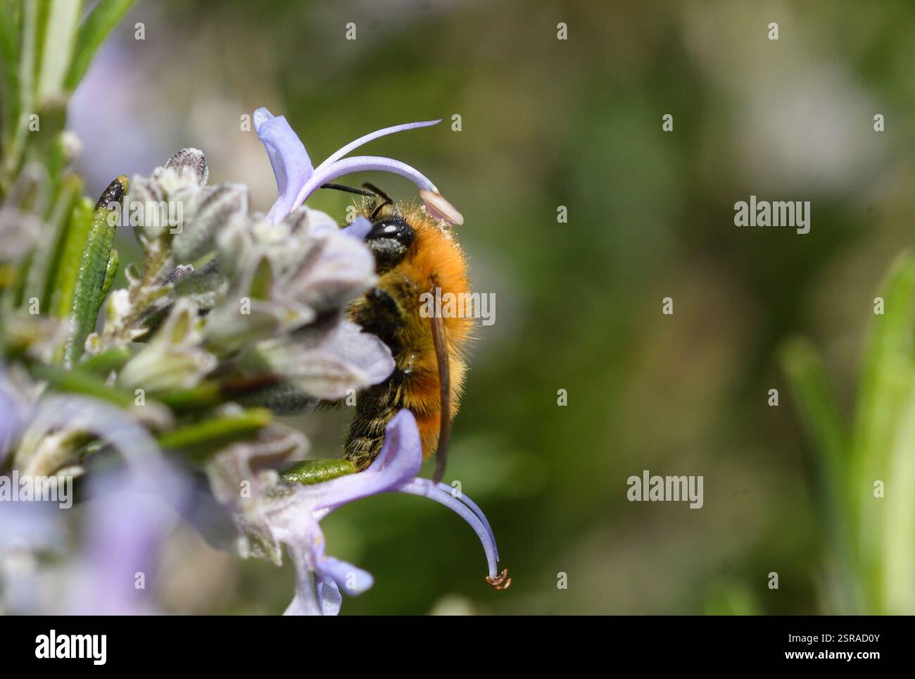 Detail of the pollination of rosemary by a bumblebee Stock Photo - Alamy