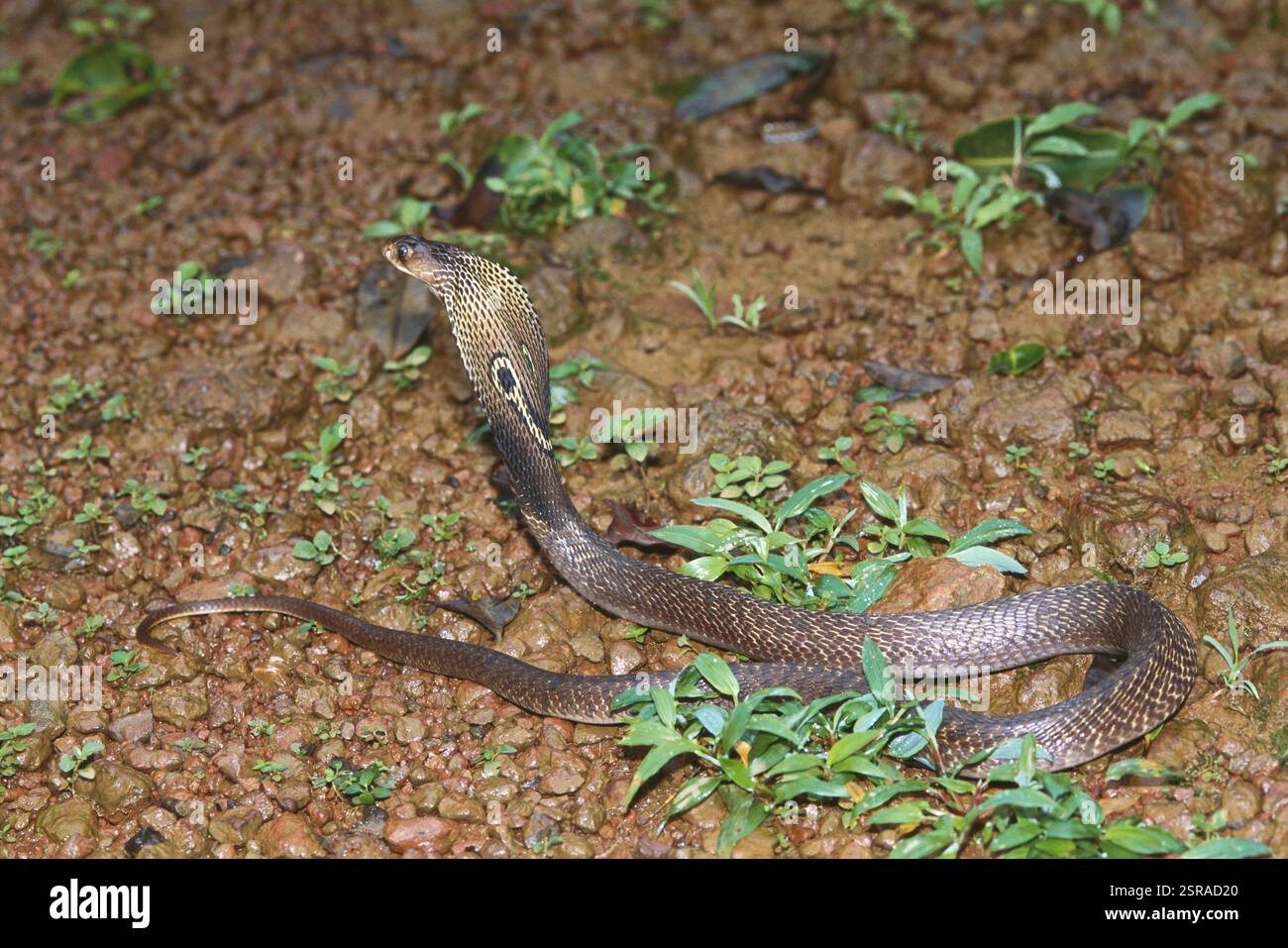 Reptiles, cobra Indian common cobra Naja naja Stock Photo - Alamy