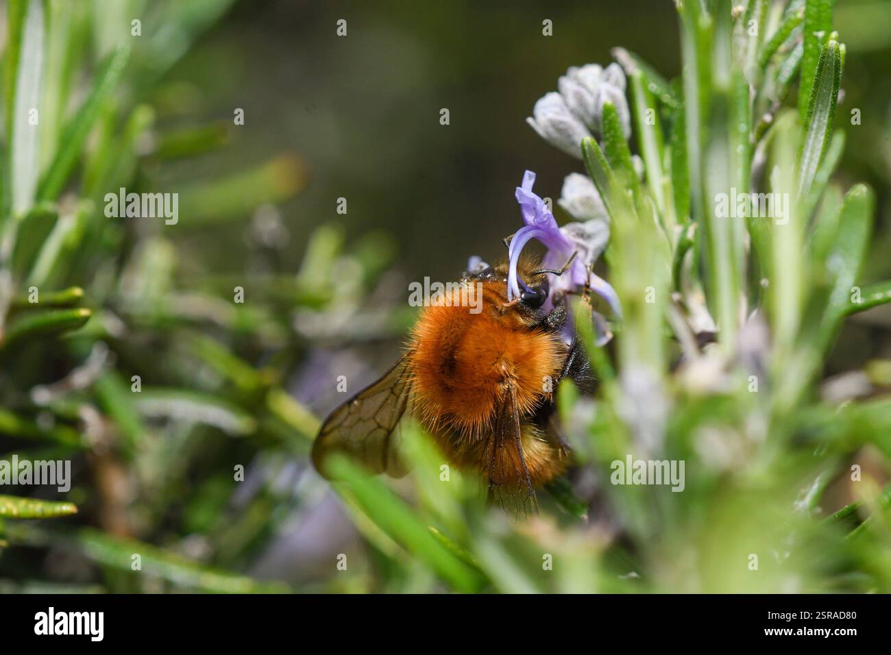 Agent of pollination hi-res stock photography and images - Alamy