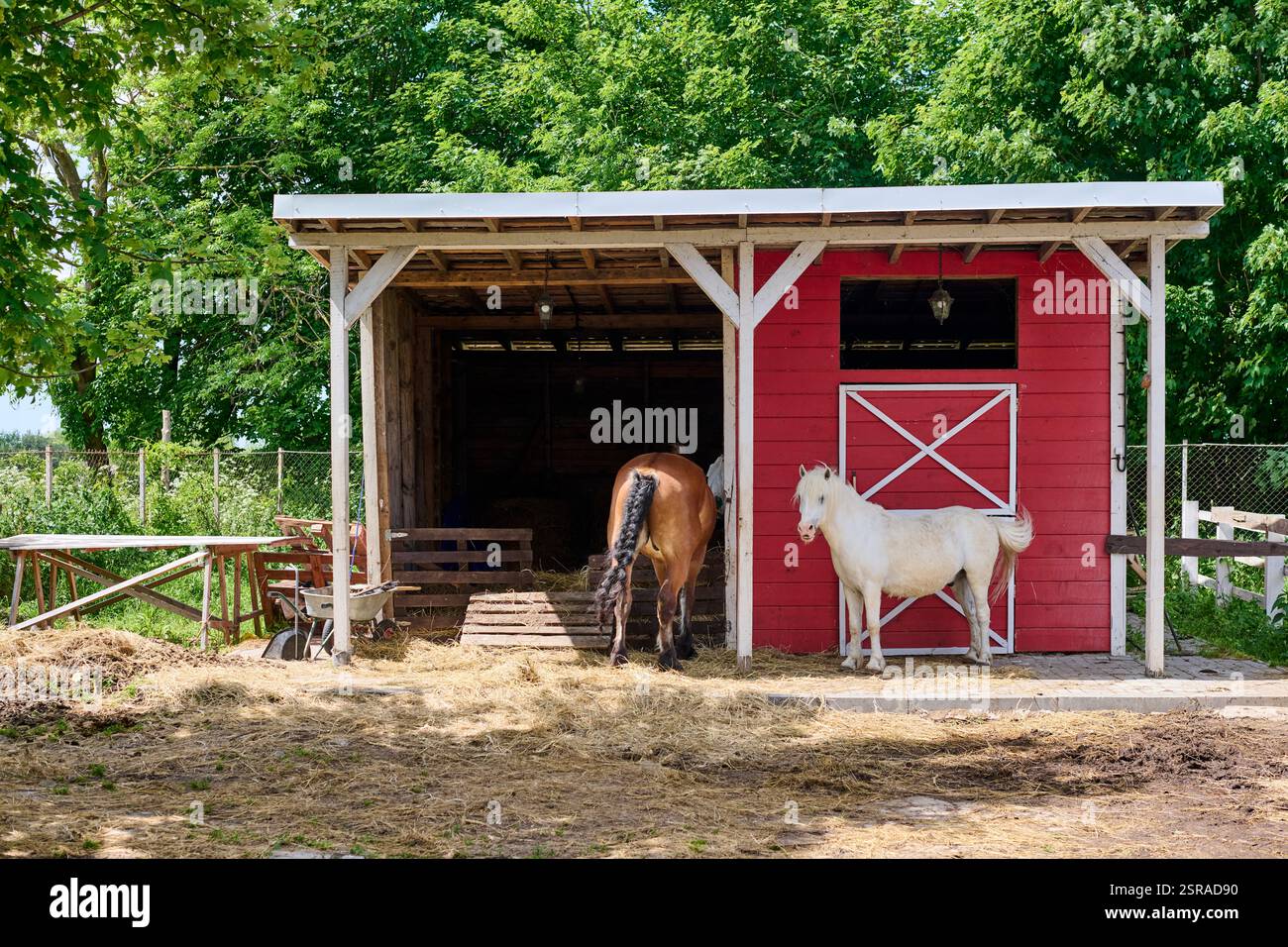Two cute horses in stable filled with hay in peaceful farm. Brown horse ...