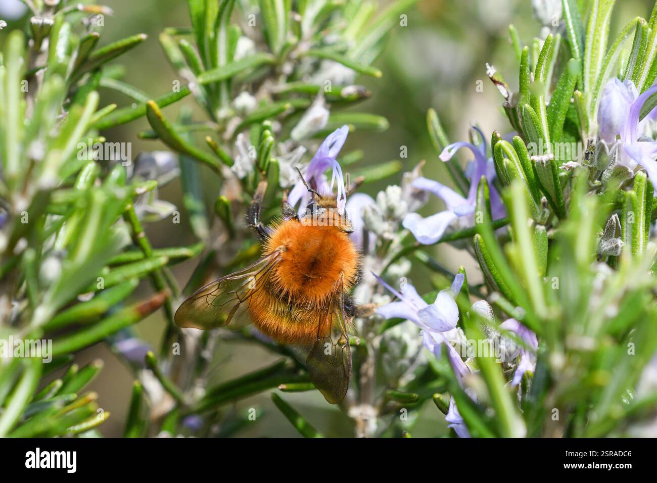 Detail of the pollination of rosemary by a bumblebee Stock Photo - Alamy