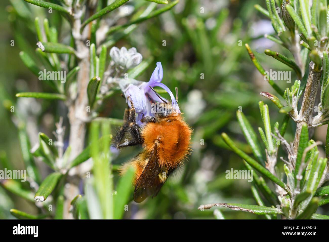 Detail of the pollination of rosemary by a bumblebee Stock Photo - Alamy