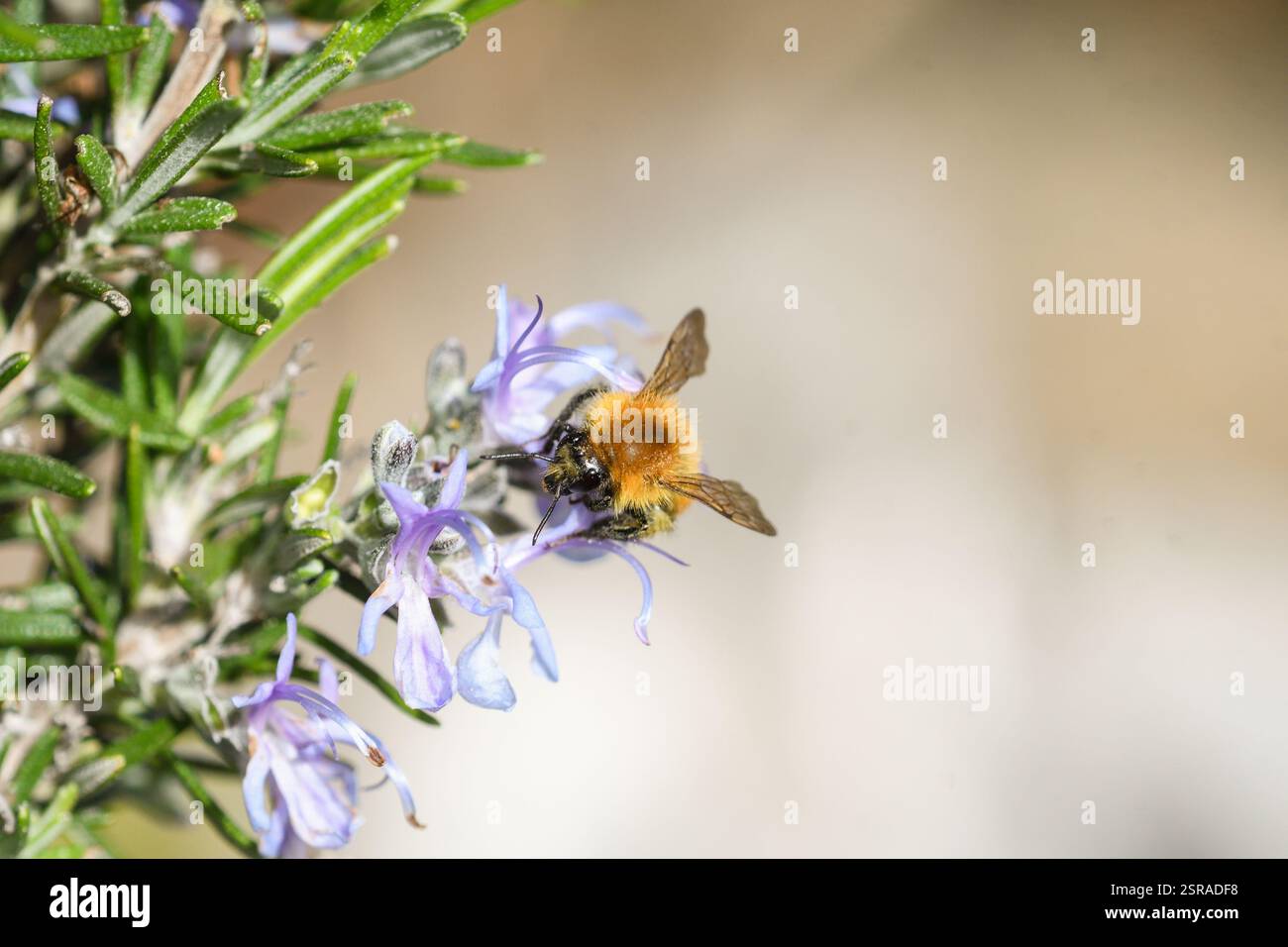 Flor labiada hi-res stock photography and images - Alamy