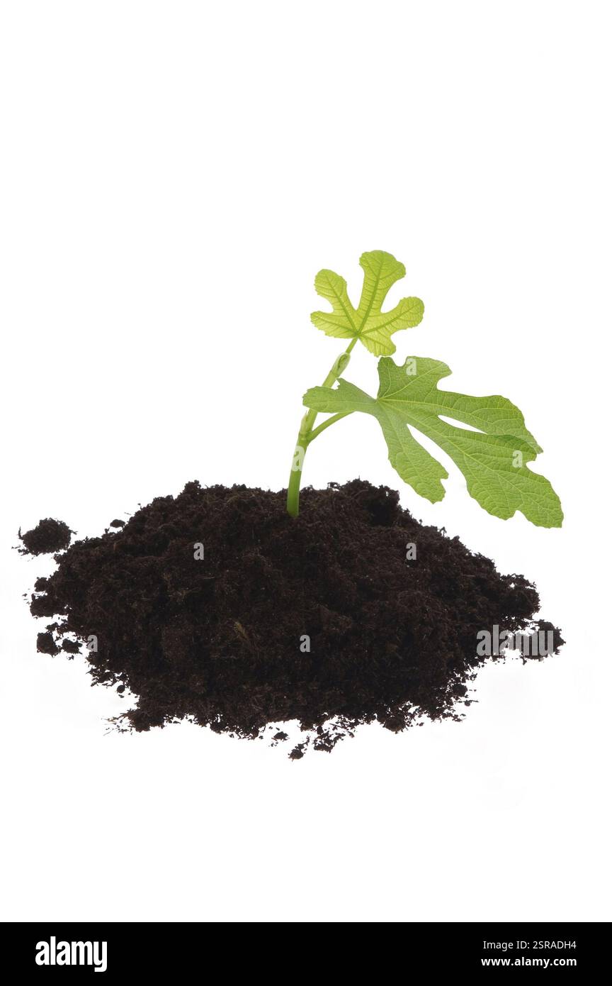 Fig tree fruits on Cut Out Stock Images & Pictures - Alamy