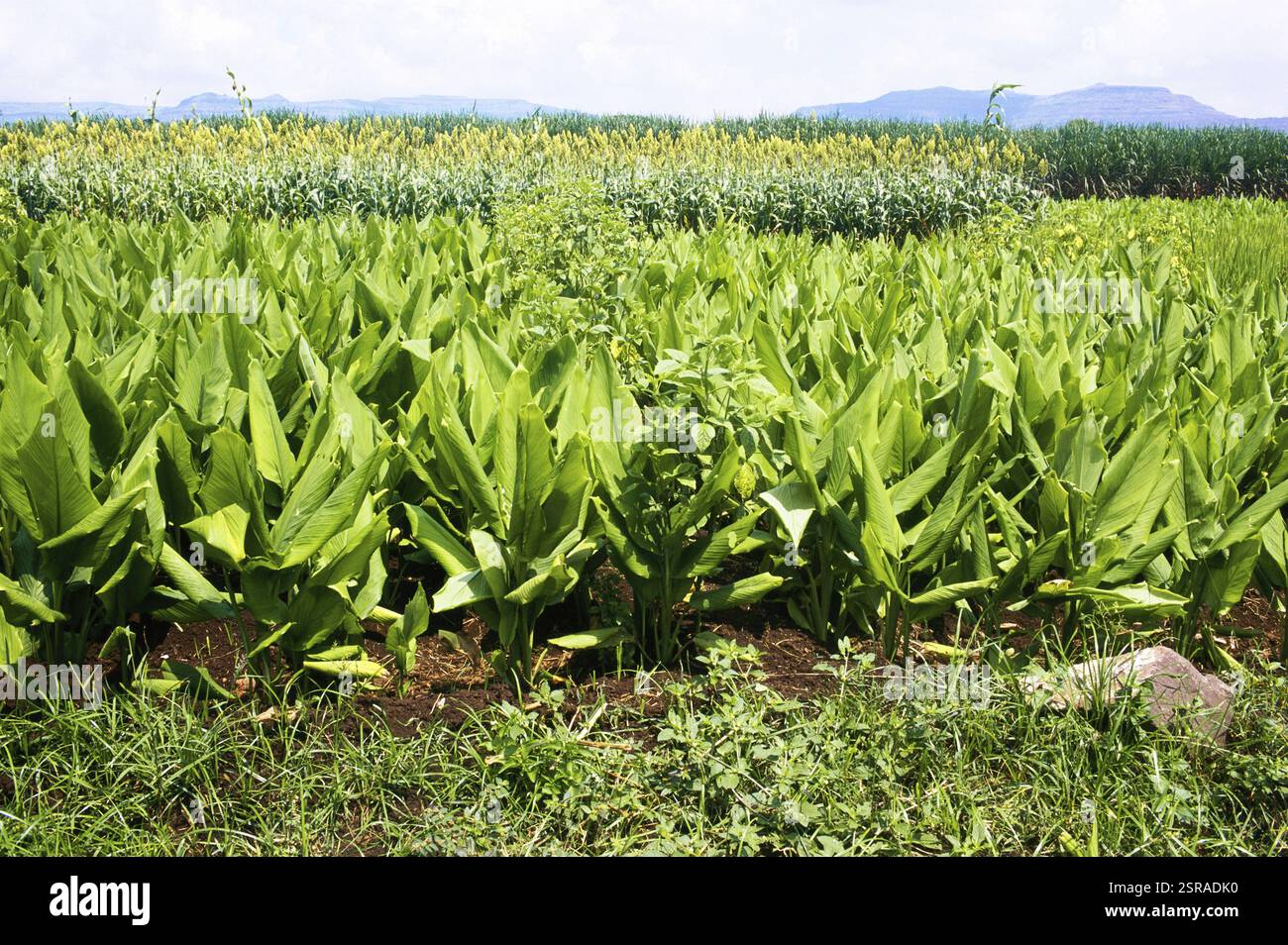 Turmeric crops with jawar and sugarcane, Satara, Maharashtra, India ...