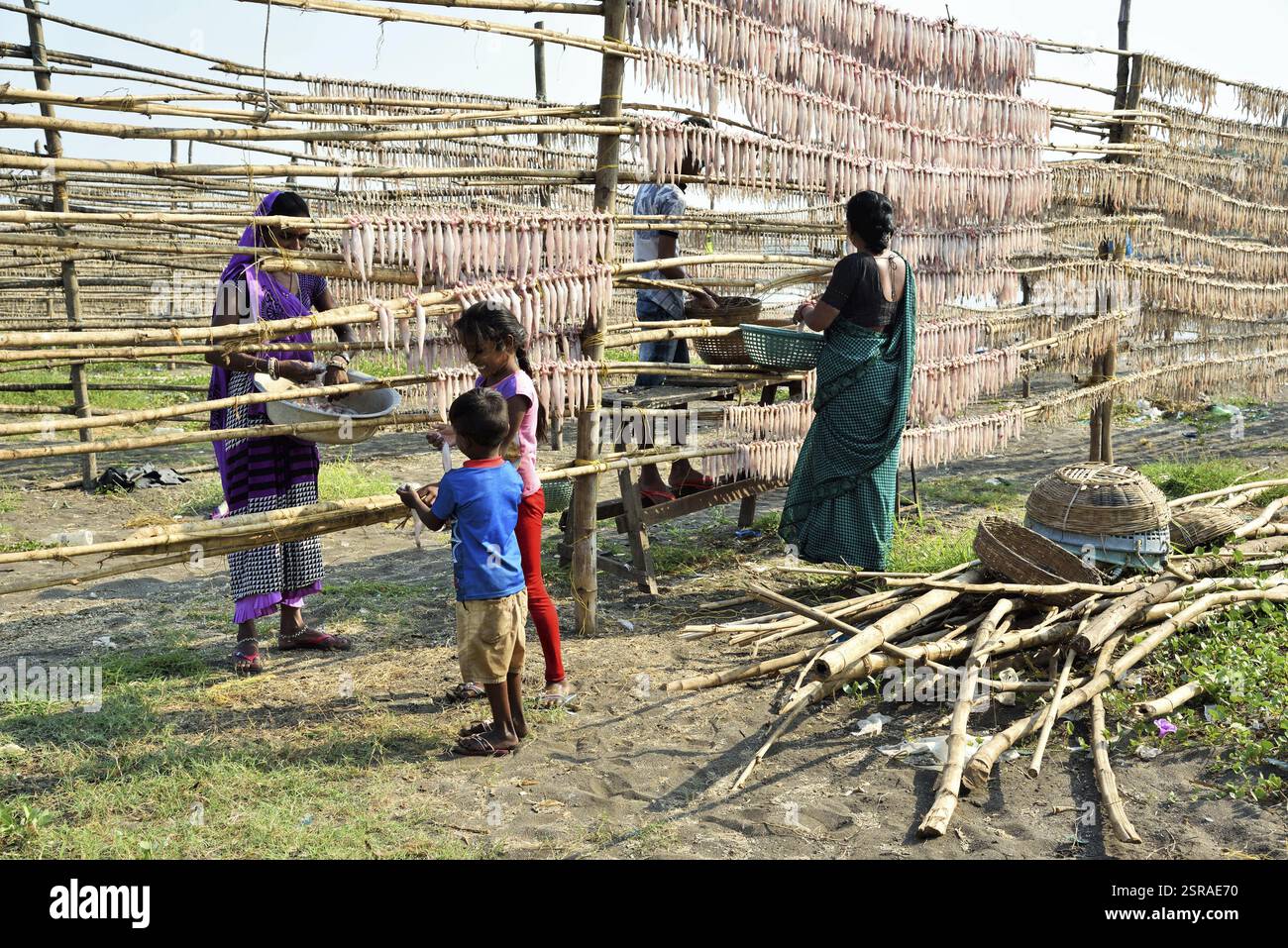 Woman drying fish on beach, Pardi, Valsad, Gujarat, India, Asia Stock ...