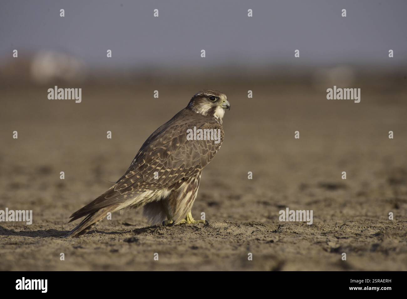 Saker Falcon bird, Wildass, Little Rann of Kutch, Gujarat, India, Asia ...