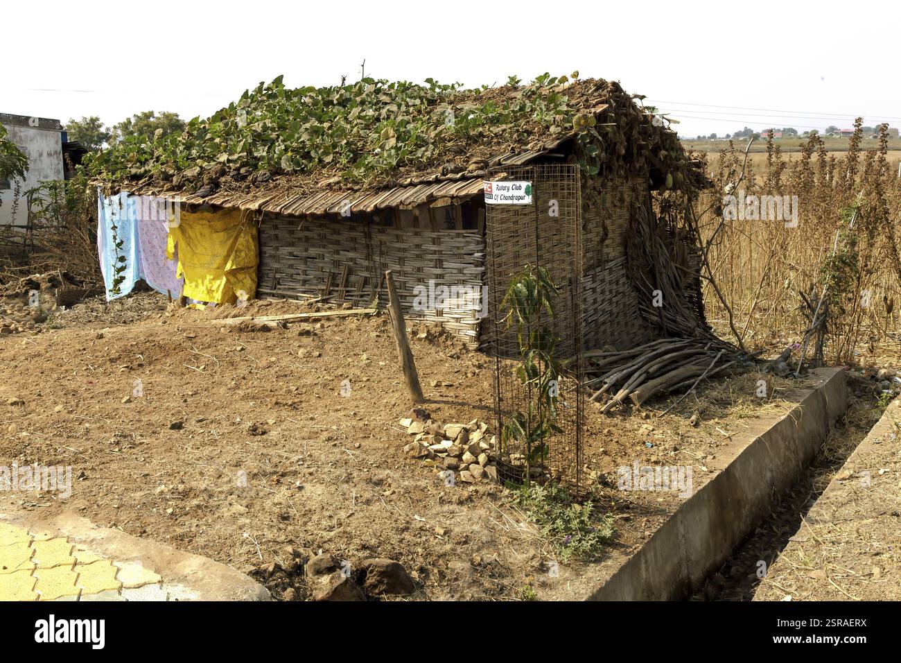 HDFC tree plantation, Rotary Club, Moharli, Chandrapur, Maharashtra ...
