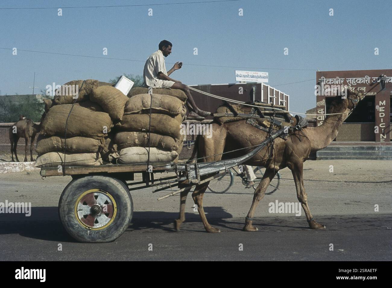 Loaded camel cart at Bikaner, Rajasthan, India, Asia Stock Photo - Alamy
