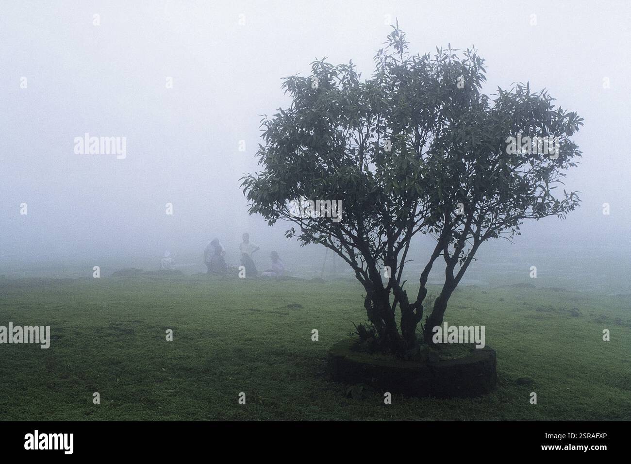 Tree in heavy mist, Malshej ghat, Maharashtra, India, Asia Stock Photo ...