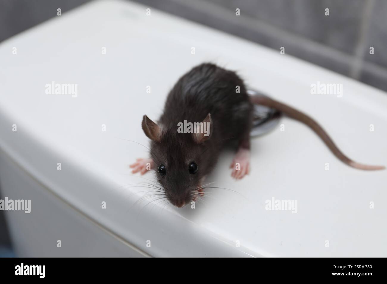 Rat on toilet bowl in bathroom. Pest control Stock Photo - Alamy