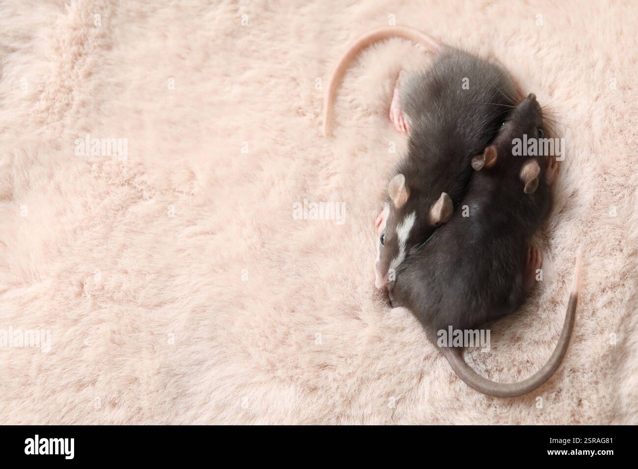 Adorable little rats on faux fur, top view. Space for text Stock Photo ...