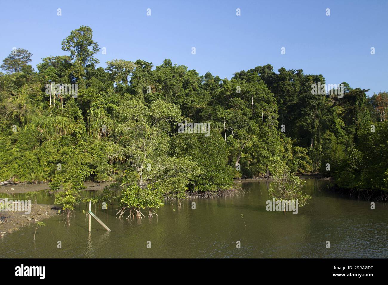 Mangrove forest of Baratang Middle Andaman island India Asia Stock ...