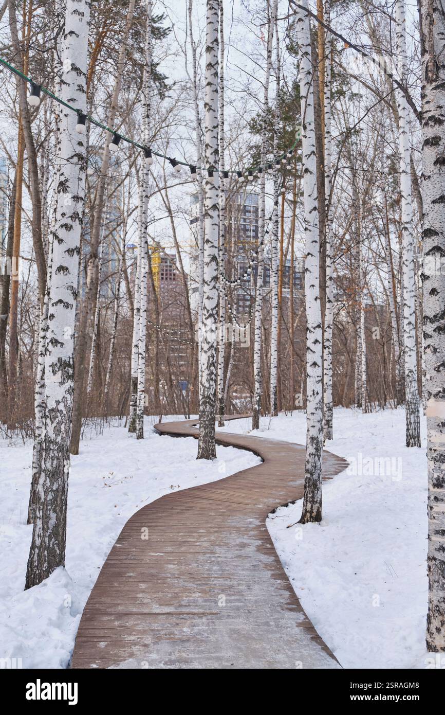 Winding wooden pathway in winter urban park surrounded by tall birch ...