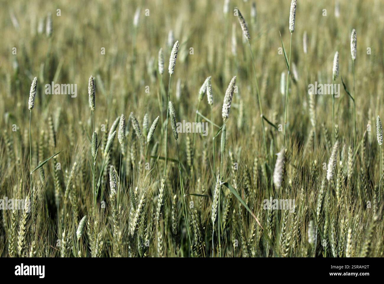 Wheat field near Amritsar, Punjab, India, Asia Stock Photo - Alamy