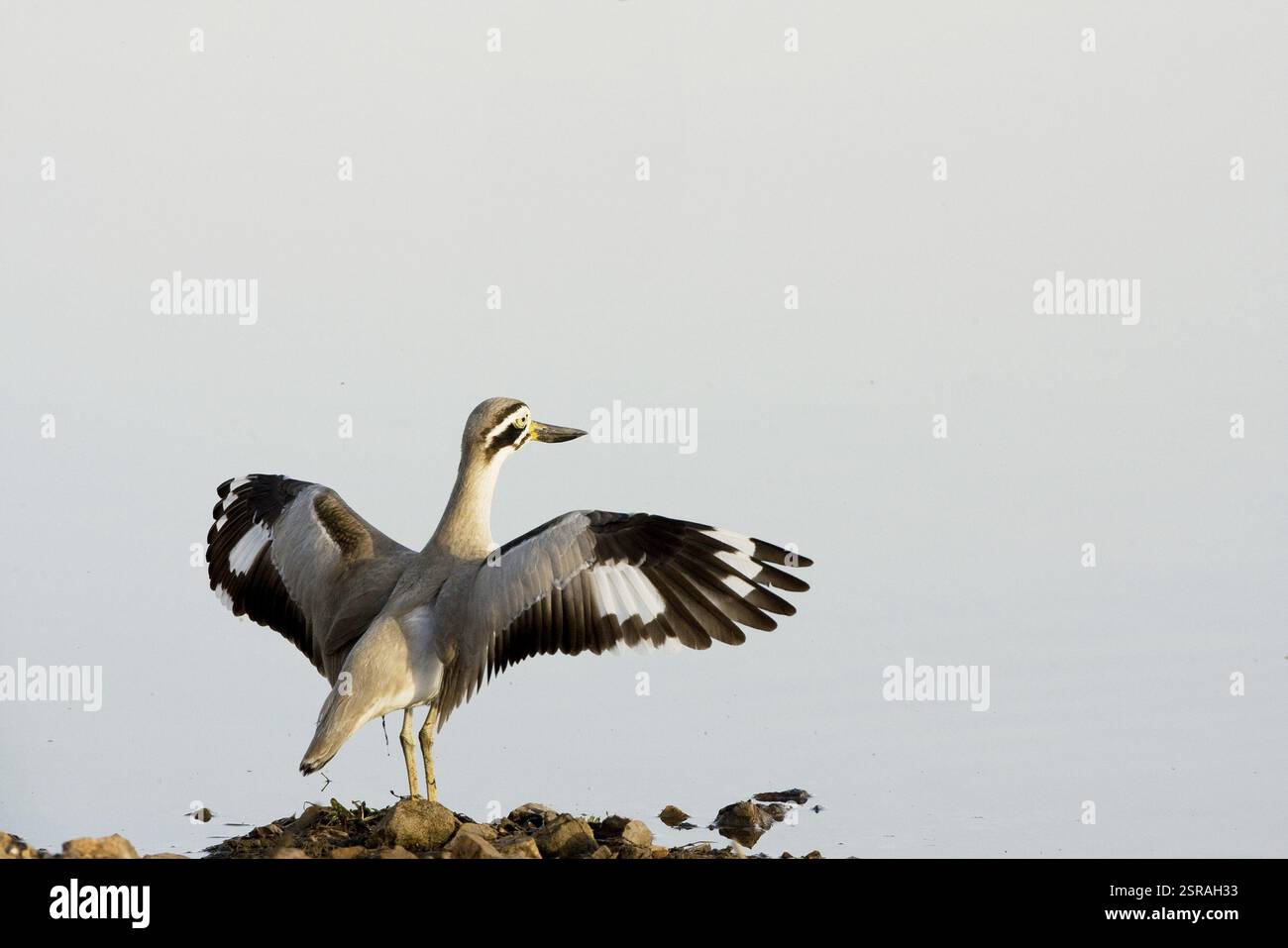 Birds, great stone plover esacus magnirostris or thick-knee ...
