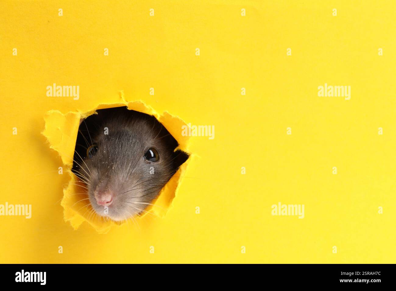 Cute rat looking through hole in yellow paper sheet. Space for text ...