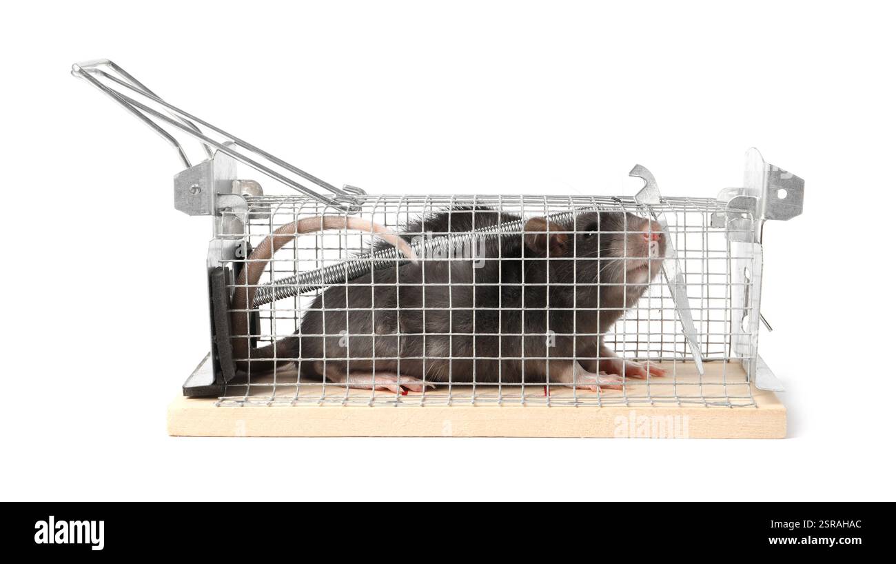 Rat in mouse trap cage on white background Stock Photo - Alamy