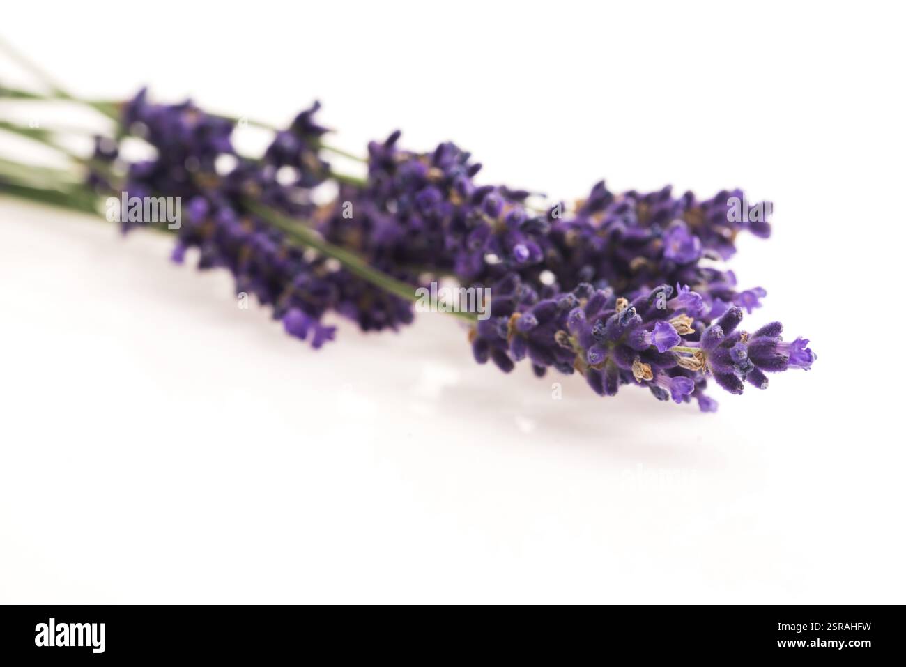 Lavender blossoms Cut Out Stock Images & Pictures - Alamy